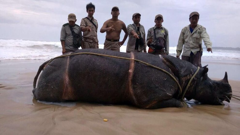 Badak Jawa ditemukan mati di Ujung Kulon