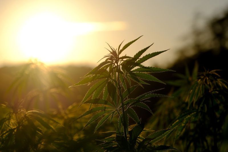 Dasar penolakan ganja untuk kesehatan harus dipublikasikan