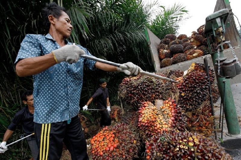 PTPN Group lakukan peremajaan kebun kelapa sawit