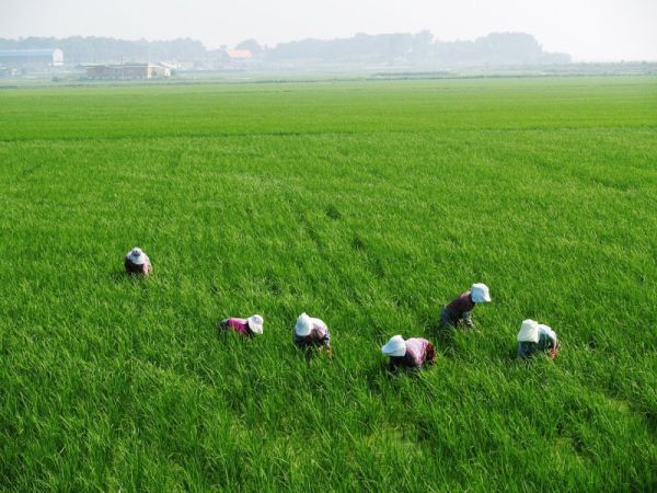 BPS: Nilai Tukar Petani naik tipis menjadi 102,86 BPS: Nilai Tukar Petani naik tipis menjadi 102,86