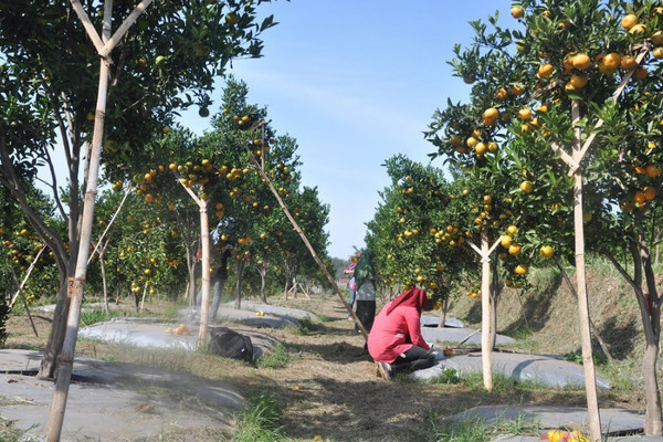 Integrasi Balitjestro-agroeduwisata topang ekonomi bangsa