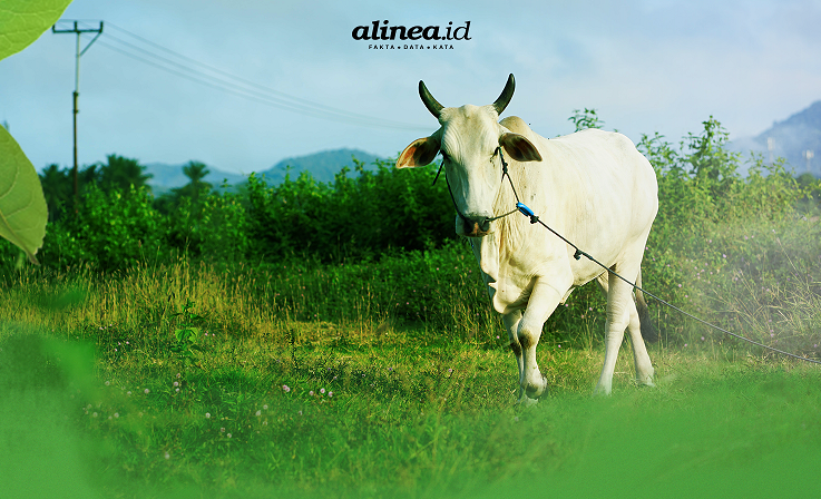Galabah peternak di tengah wabah PMK