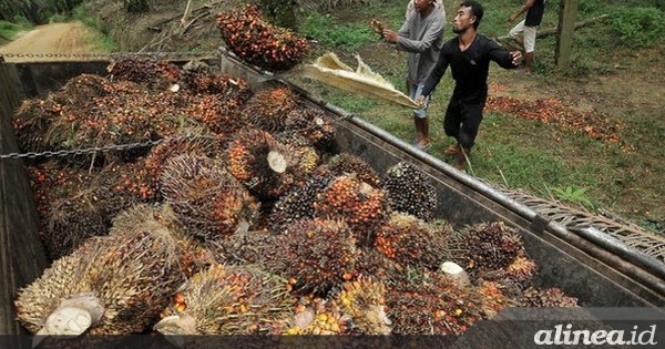 BPKP siap audit kebun, pabrik hingga dana pungutan ekspor CPO