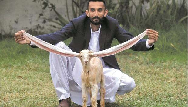 Kambing bertelinga panjang menjadi bintang media di Pakistan