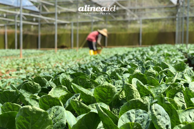Mencetak sawah dengan program food estate