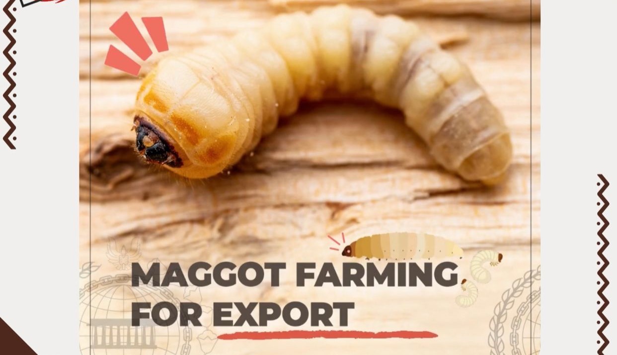 Maggot makin diminati, ini syarat yang harus dipenuhi eksportir agar ...